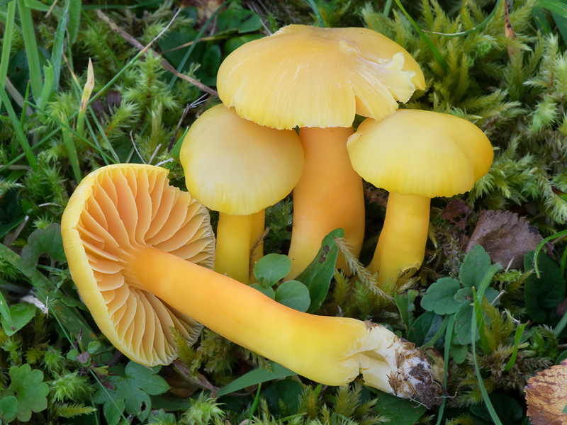 Hygrocybe quieta (Voskovka klidná)