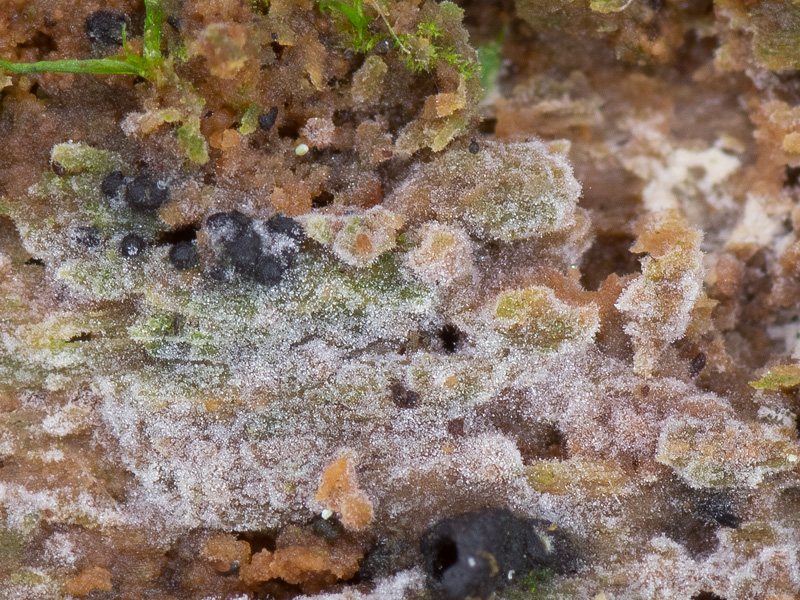 Hyphoderma capitatum (Kornatka hlavičkatá, kornatec hlavičkatý)