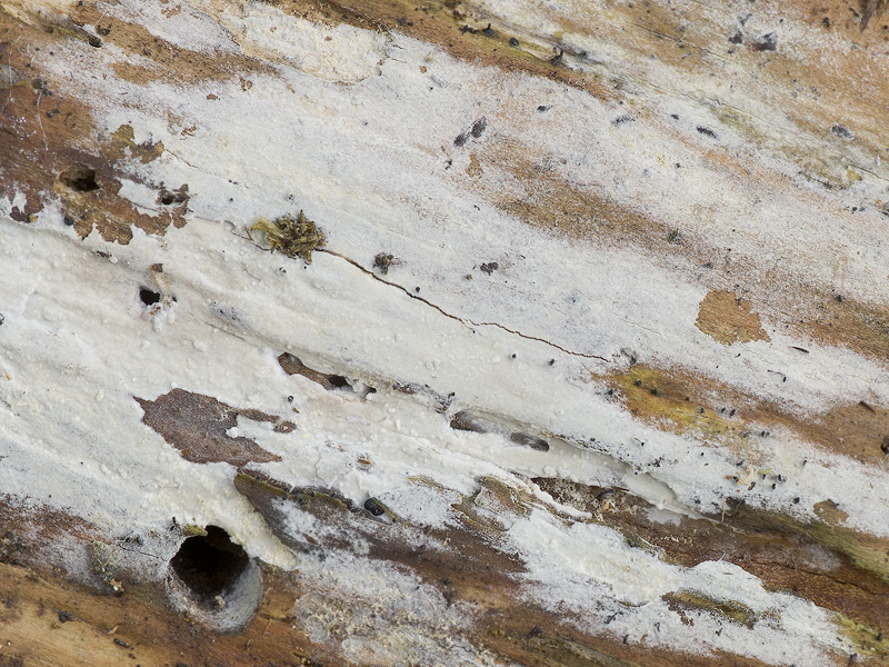 Hyphoderma obtusiforme (Kornatka)