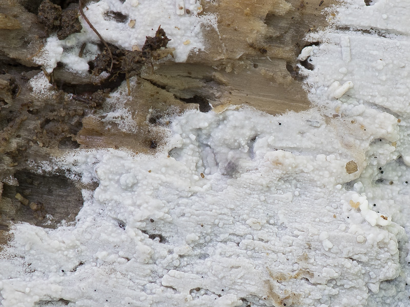 Hyphoderma obtusiforme (Kornatka)