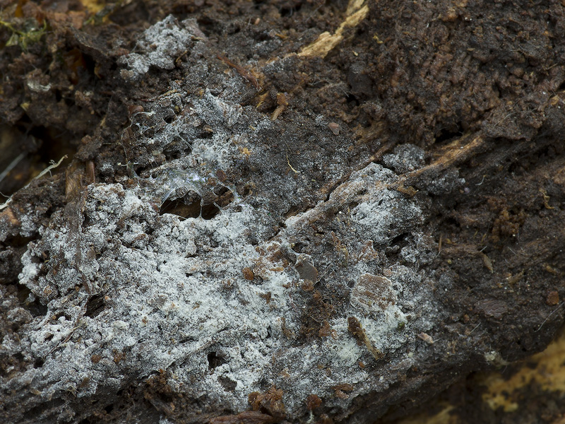 Hyphoderma obtusum (Kornatka)