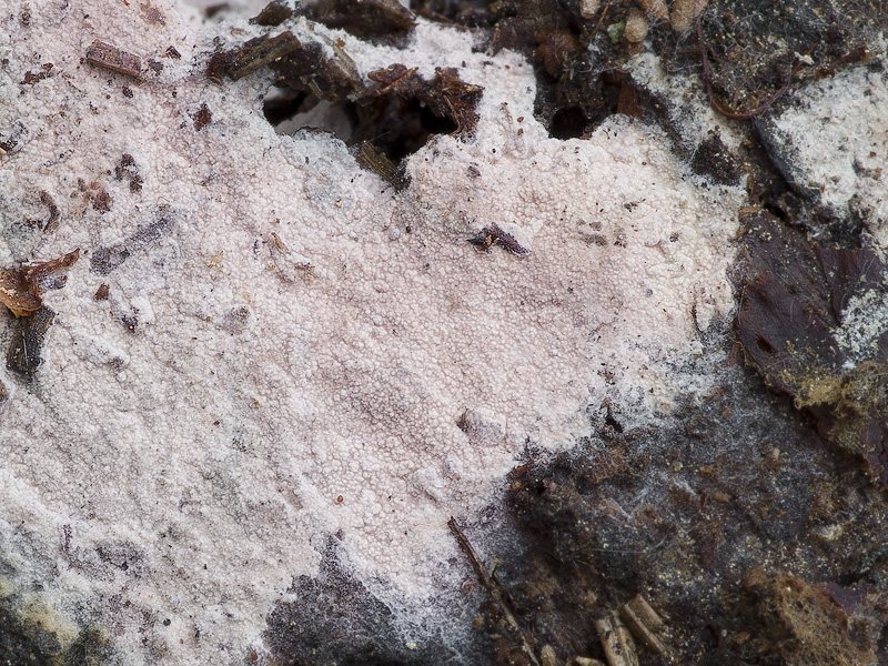 Hyphoderma setigerum (Kornatka septocystidová)