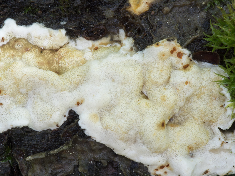 Hypocrea decipiens (Masenka)