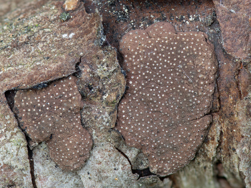 Hypoxylon perforatum (Dřevomor běloústý)