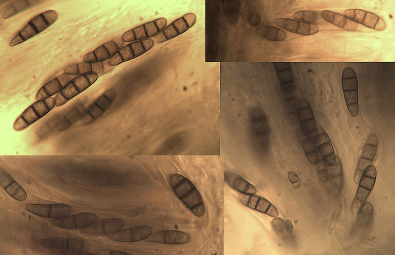 Hysterium angustatum (Skulinatec rýhovaný)