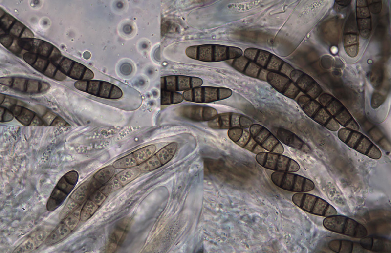 Hysterium angustatum (Skulinatec rýhovaný)