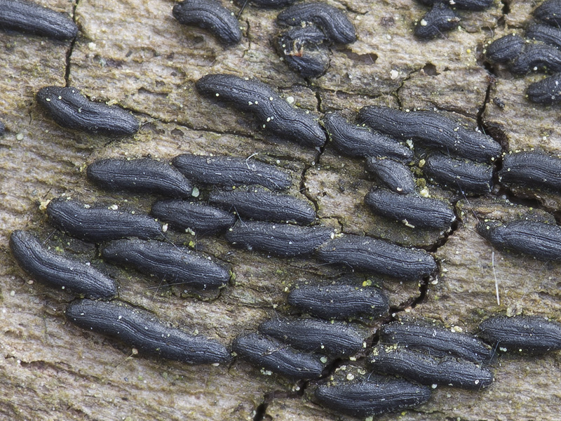 Hysterium angustatum (Skulinatec rýhovaný)