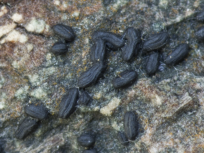Hysterium pulicare (Skulinatec)
