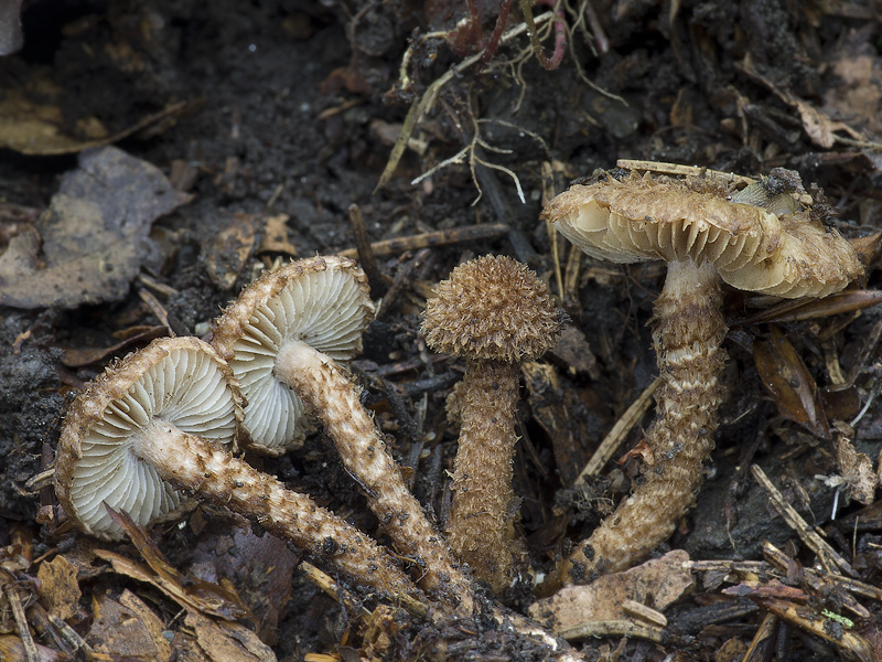 Inocybe hystrix (Vláknice štětinatá)