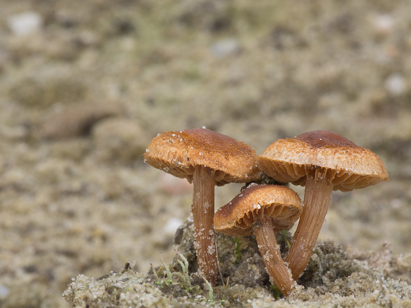 Inocybe jacobi (Vláknice Jacobova)