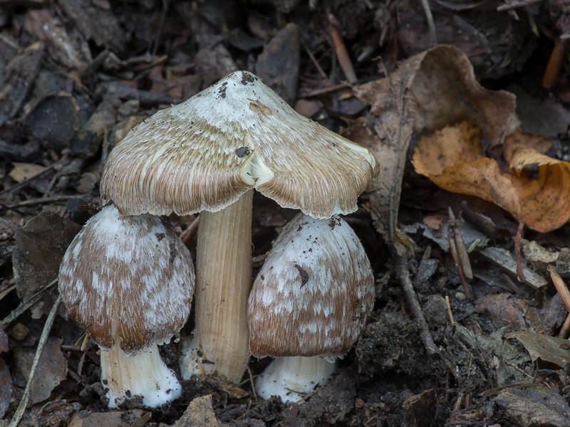 Inocybe maculata (Vláknice skvrnitá)