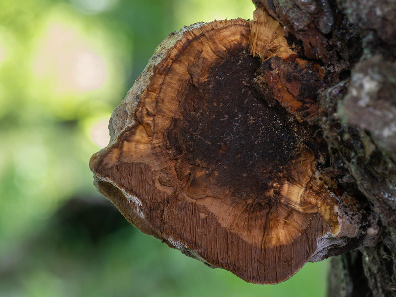 Inonotus dryophilus (Rezavec dubomilný)