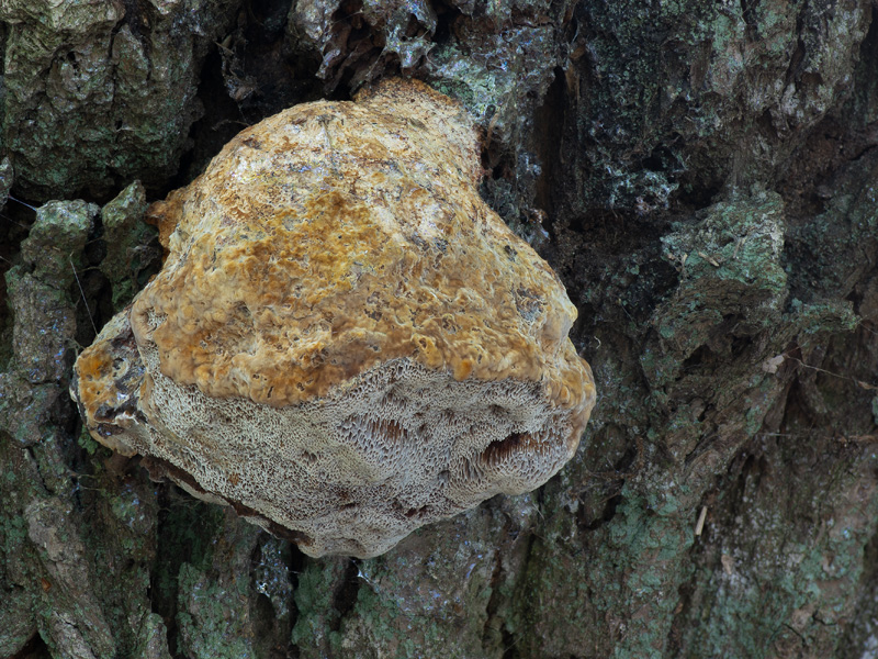 Inonotus dryophilus (Rezavec dubomilný)