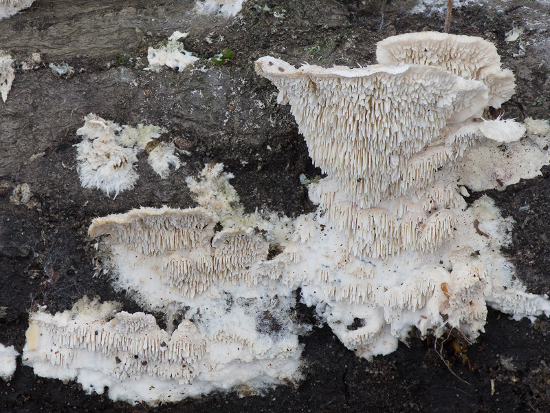 Irpex lacteus (Bránovitka mléčná)