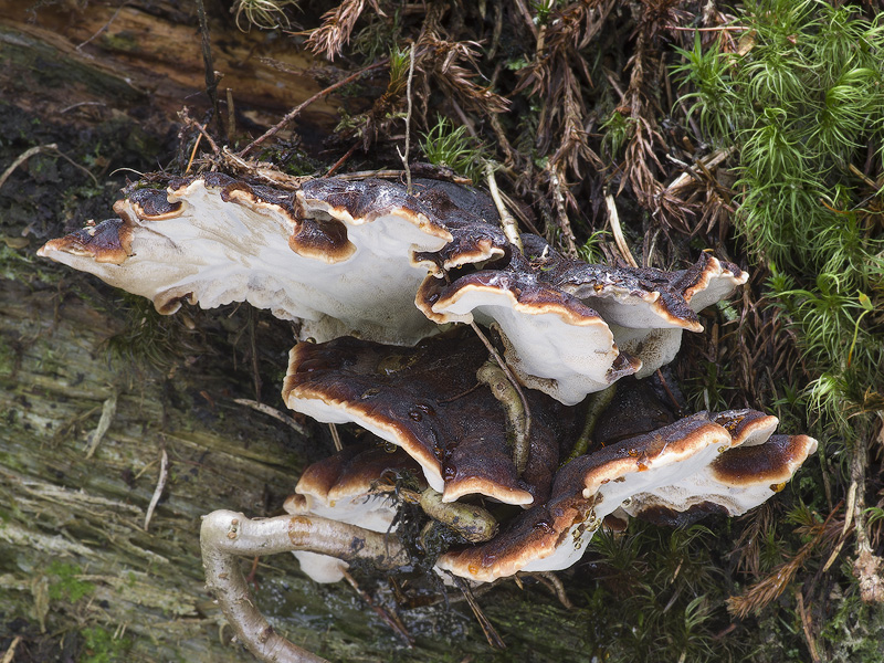Ischnoderma benzoinum (Smolokorka pryskyřičnatá)