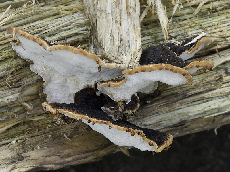 Ischnoderma benzoinum (Smolokorka pryskyřičnatá)