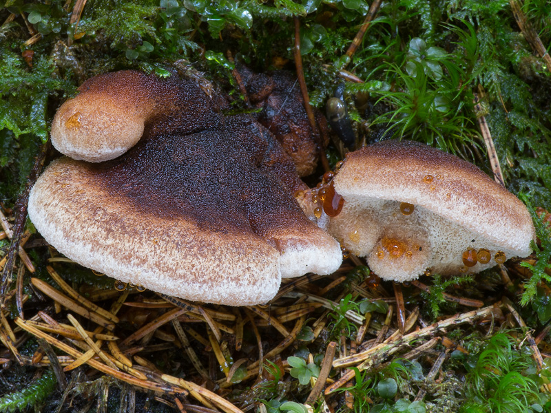 Ischnoderma benzoinum (Smolokorka pryskyřičnatá)