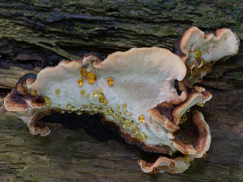 Ischnoderma benzoinum (Smolokorka pryskyřičnatá)