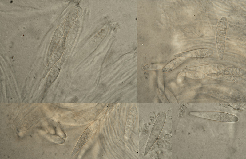 Karstenia rhopaloides (Puklinec)