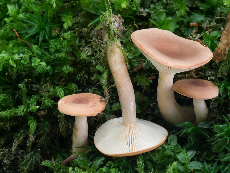 Lactarius decipiens (Ryzec klamný)