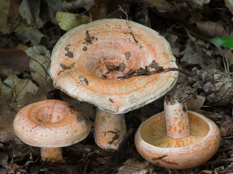 Lactarius deliciosus (Ryzec borový, r. pravý)