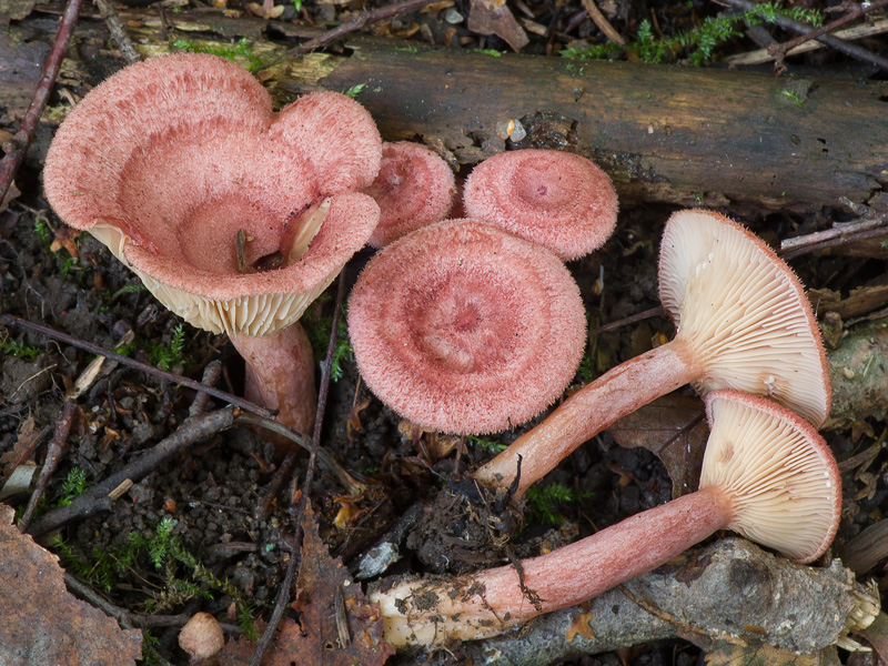 Lactarius spinosulus (Ryzec osténkatý)