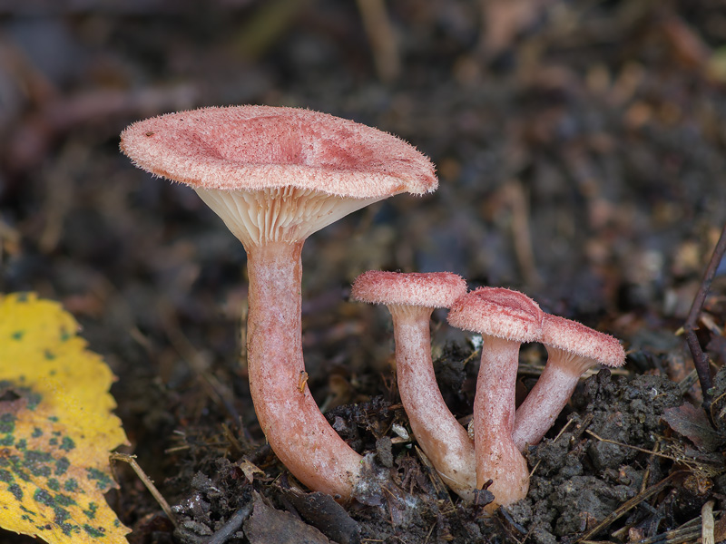 Lactarius spinosulus (Ryzec osténkatý)