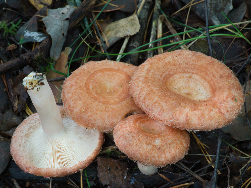 Lactarius torminosus (Ryzec kravský)