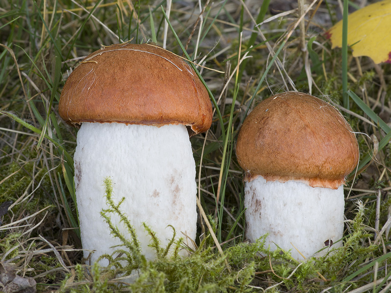 Leccinum rufum (Křemenáč osikový)