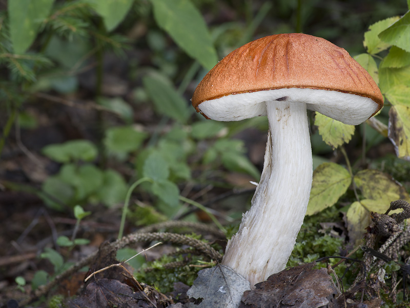 Leccinum rufum (Křemenáč osikový)