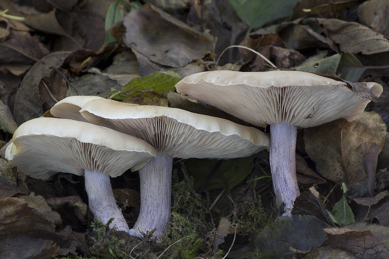 Lepista saeva (Čirůvka dvoubarvá)