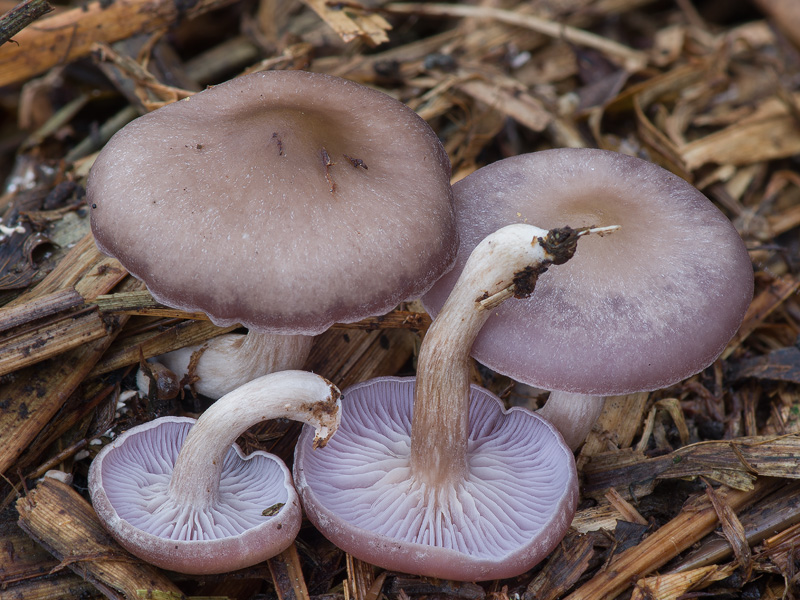 Lepista sordida (Čirůvka špinavá)