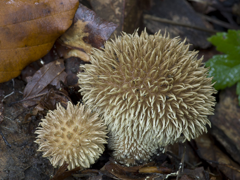 Lycoperdon echinatum (Pýchavka ježatá)