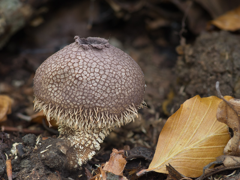 Lycoperdon echinatum (Pýchavka ježatá)