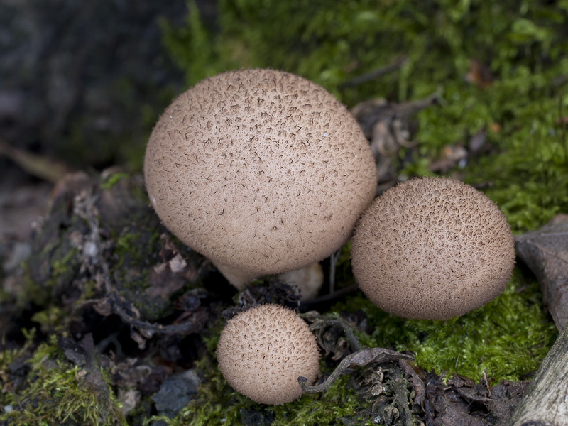 Lycoperdon molle (Pýchavka čokoládová)