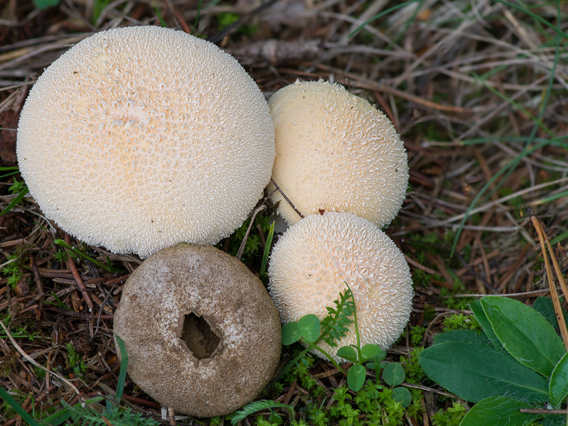 Lycoperdon pratense (Pýchavka stlačená)