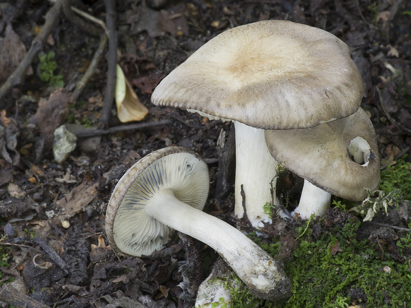 Lyophyllum paelochroum (Líha nečistá)