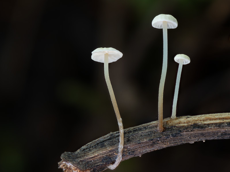 Marasmius epiphyllus (Špička listová)