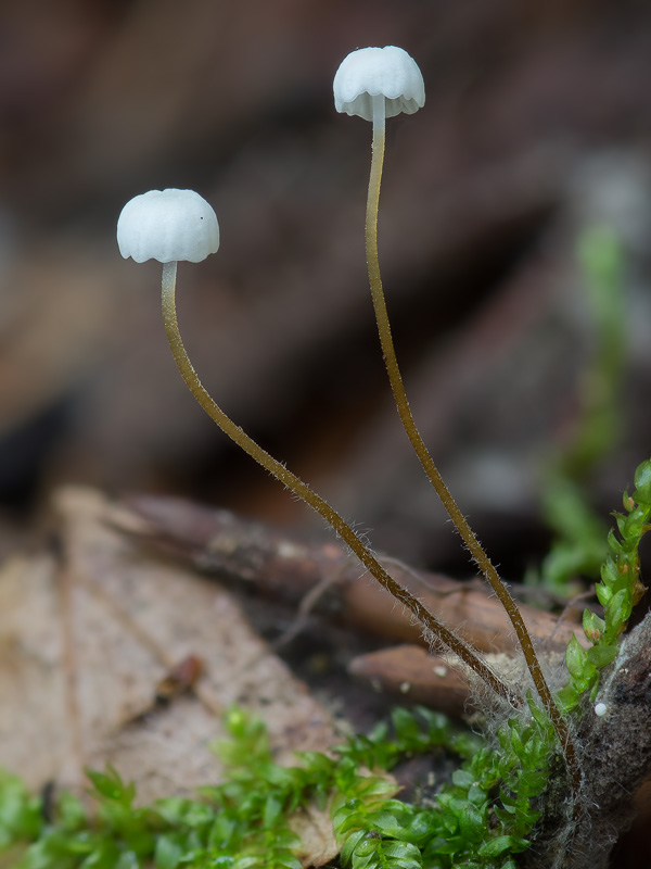 Marasmius setosus (Špička listožijná)