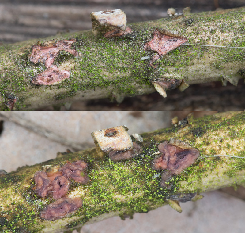 Marchandiomyces quercinus (Kornatec štěrbinatkový)