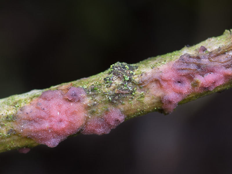 Marchandiomyces quercinus (Kornatec štěrbinatkový)