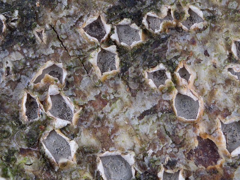 Propolis angulosa (Vnořenka)