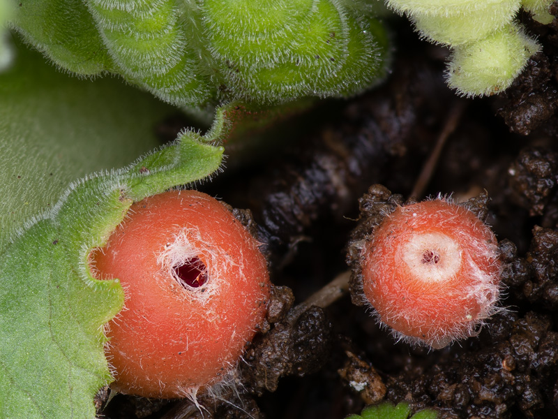 Microstoma protractum (Ohnivec zimní)
