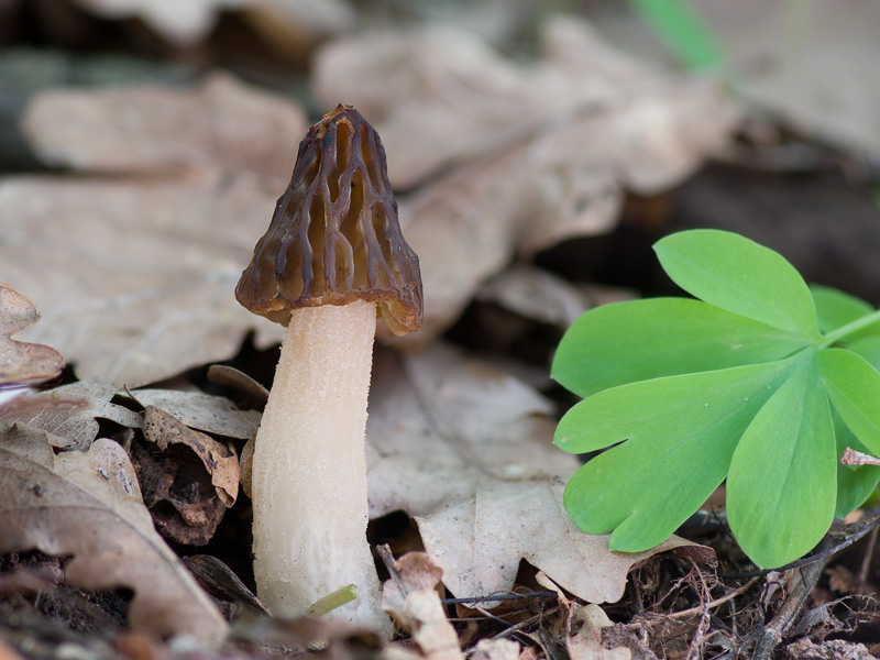 Morchella semilibera (Smrž polovolný)