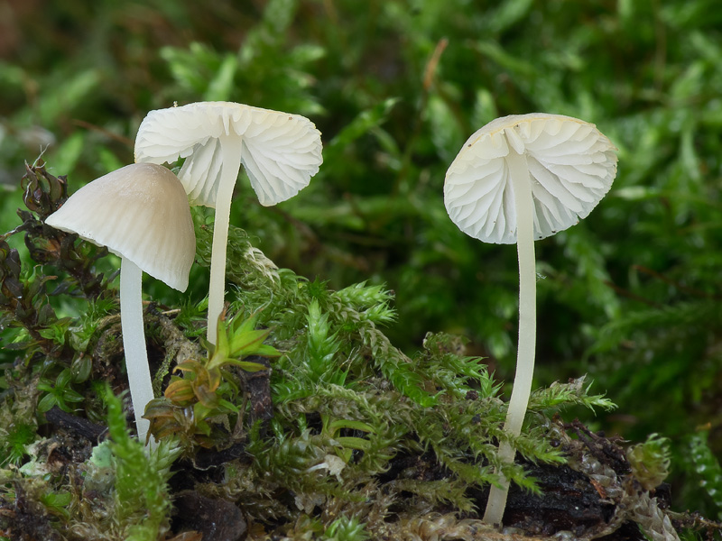 Phloeomana hiemalis (Helmovka zimní)