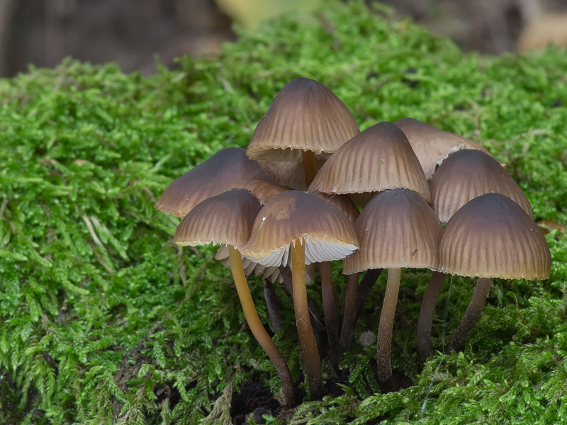 Mycena inclinata (Helmovka leponohá)