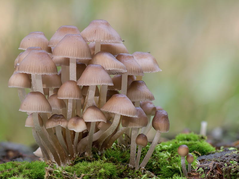 Mycena inclinata (Helmovka leponohá)