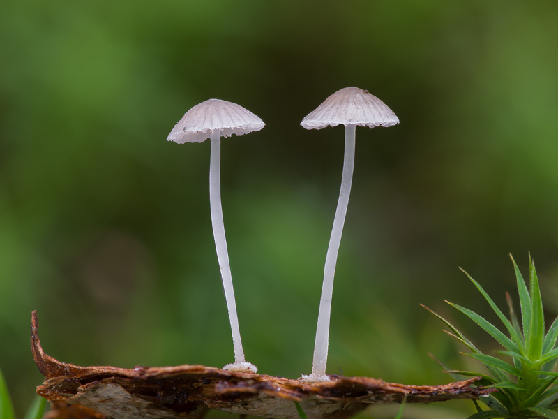 Mycena stylobates (Helmovka deskovitá)