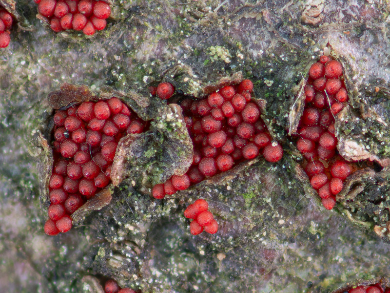 Neonectria coccinea (Rážovka šarlatová)