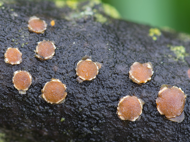 Pezicula ocellata (Vyklenutka věnčená)